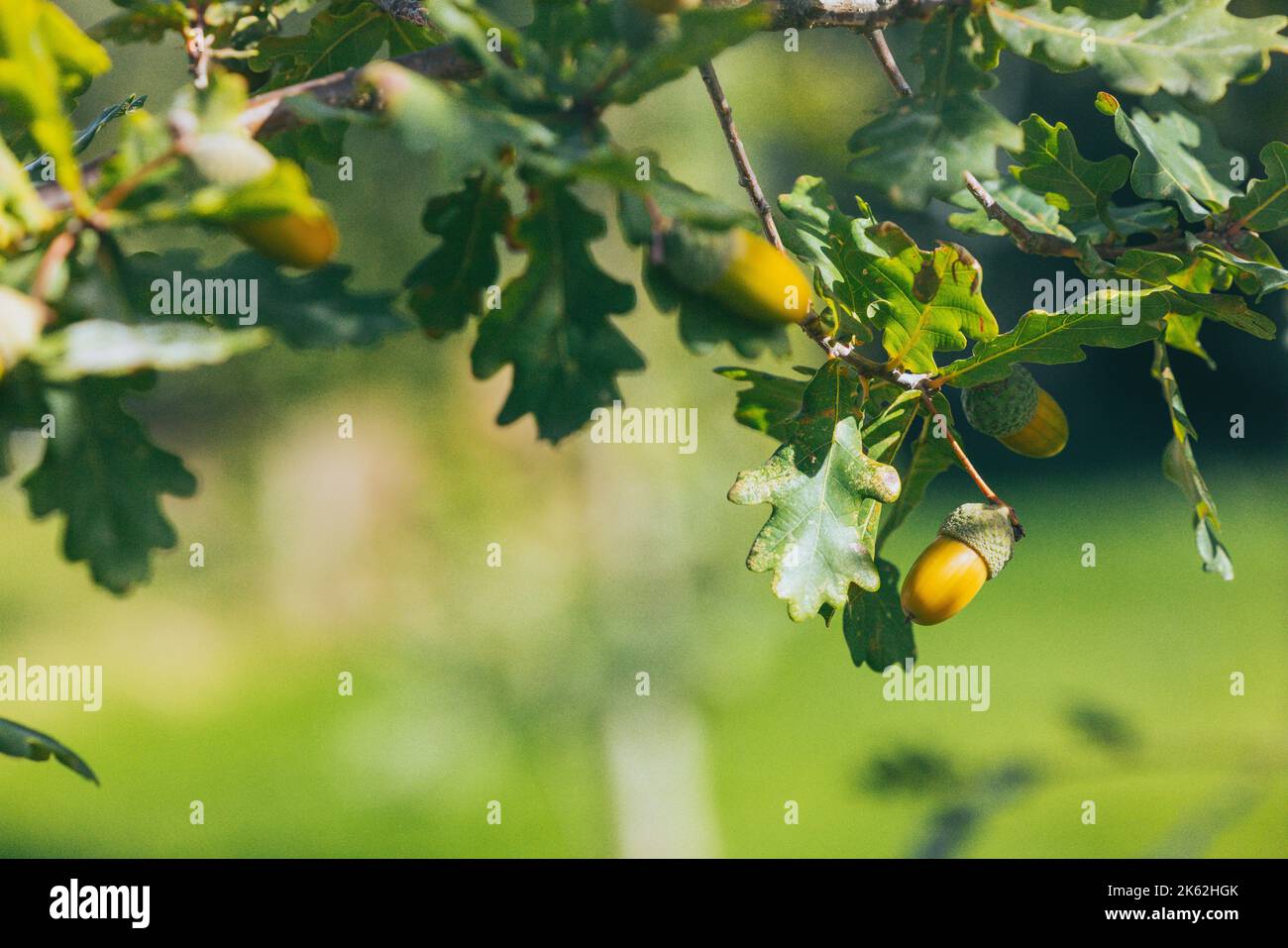 An acorn on the tree with a blurred background Stock Photo - Alamy