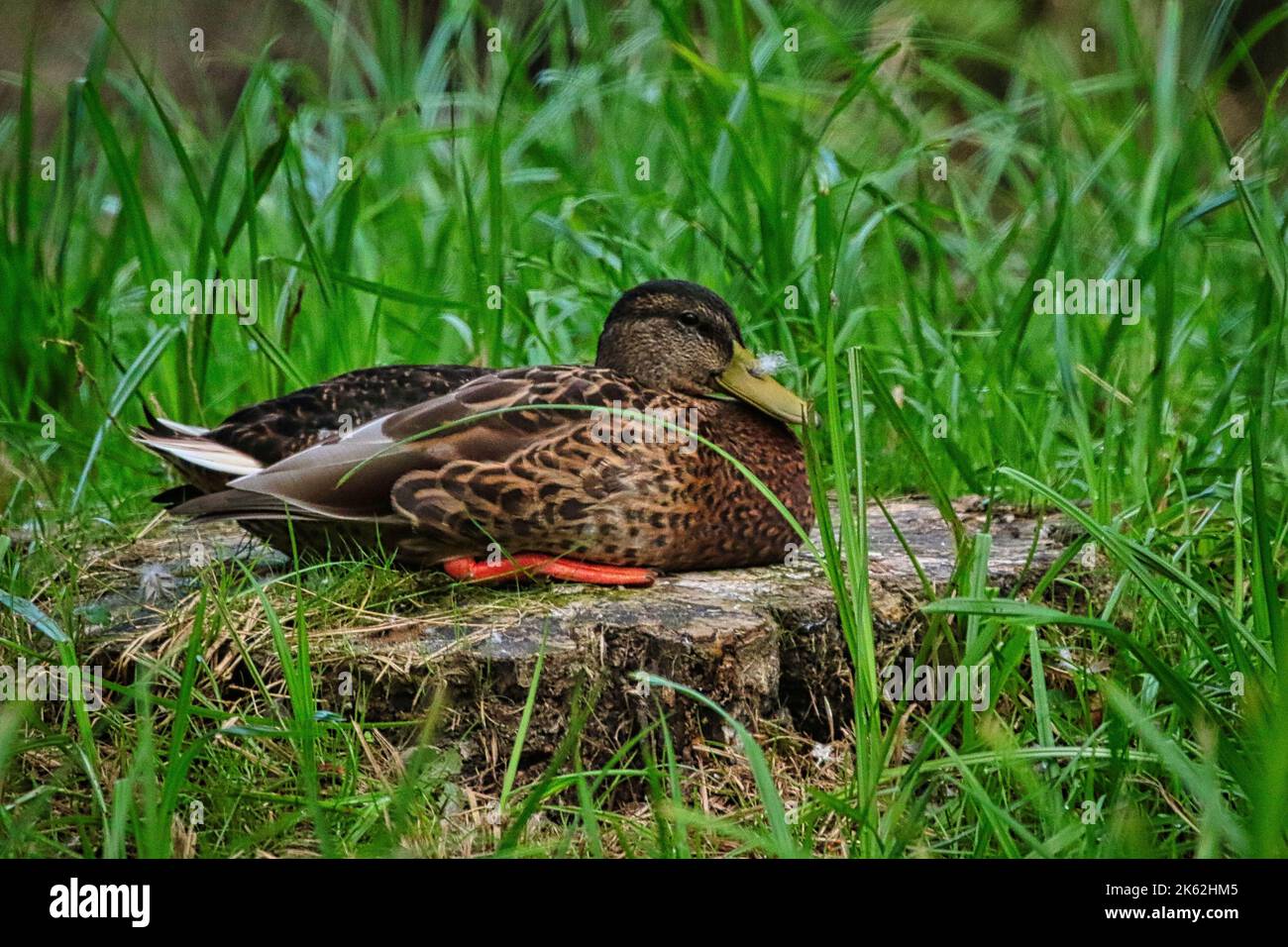 The close-up view of a mallard duck resting on the cut bole of a tree ...