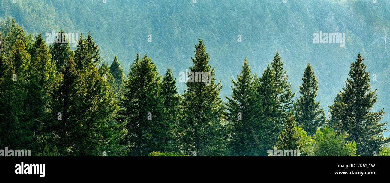 Forest Rain Storm with Drops Falling and Lush Trees Stock Photo - Alamy