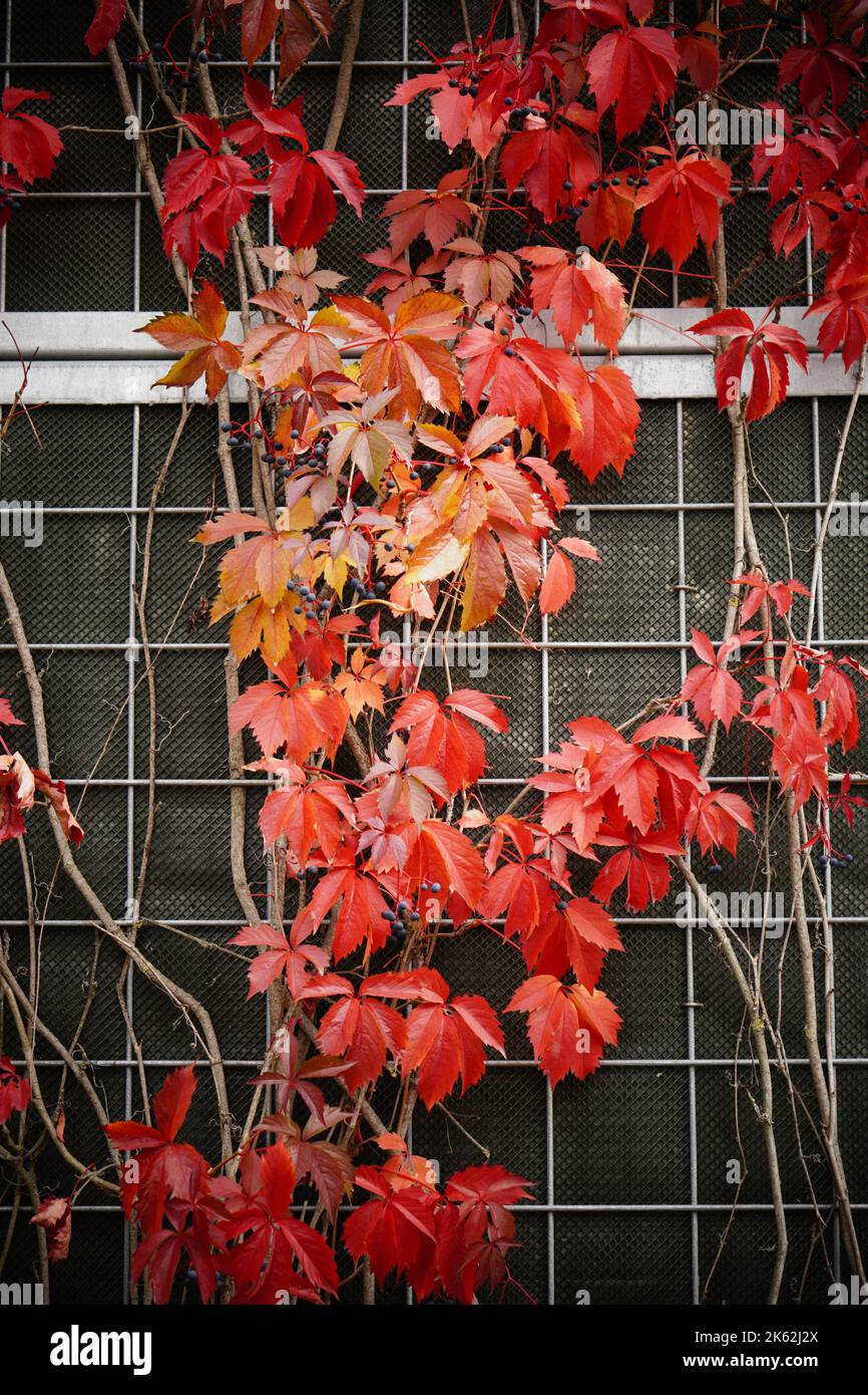 Red ivy on gate hi-res stock photography and images - Alamy