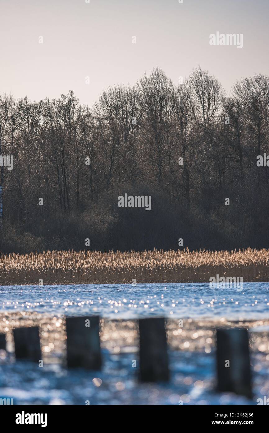 A vertical a tree line in the back of the beautiful blue waves of a ...