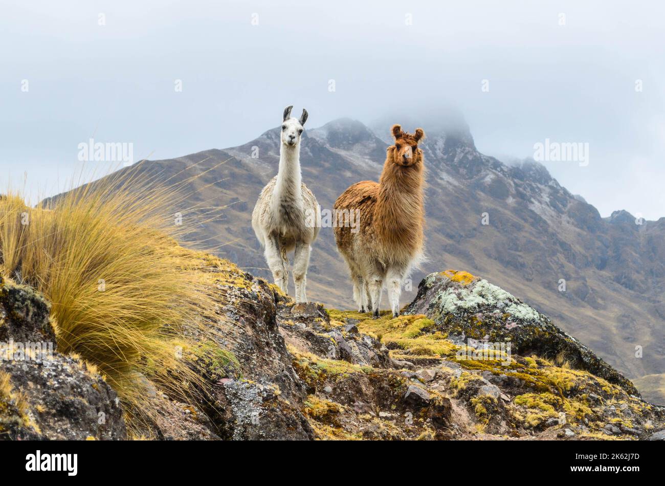 Two llamas standing on a ridge in front of a mountain Stock Photo - Alamy