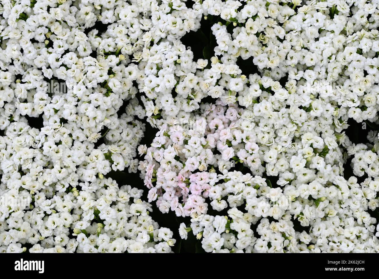 White Calanchoe plant in a close-up setting Stock Photo - Alamy