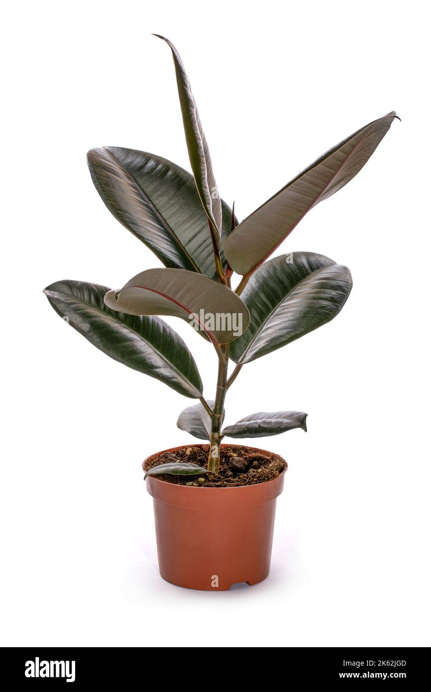 Indoor ficus in a pot on a white background Stock Photo - Alamy
