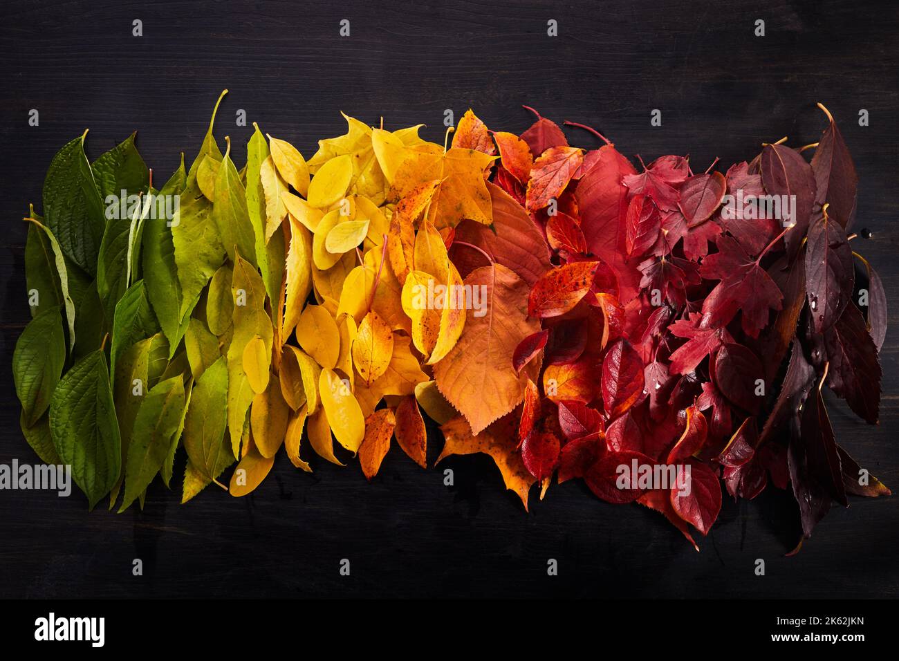 Rainbow colored leaves hi-res stock photography and images - Alamy