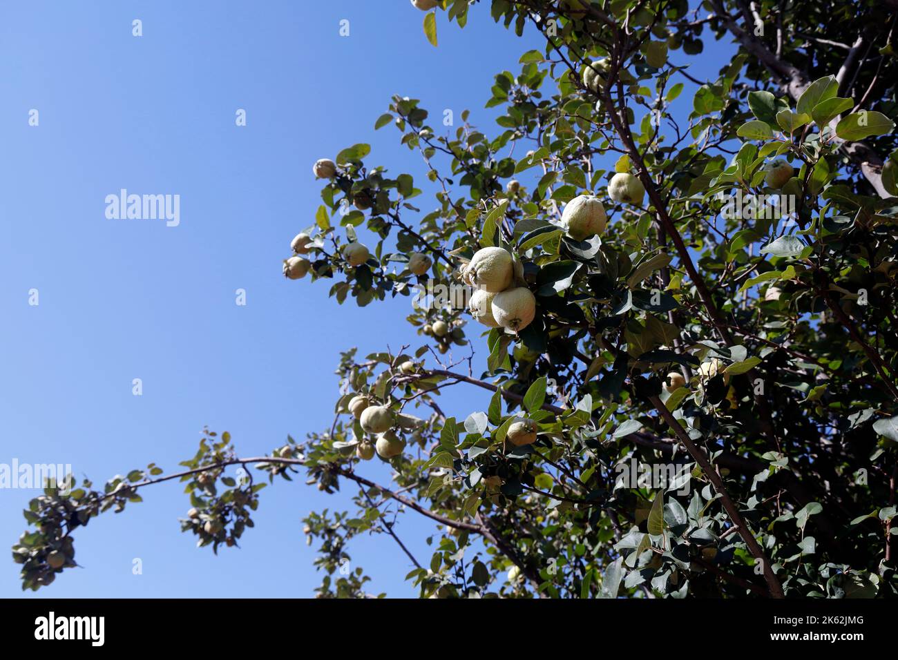 Quinces ripening on the tree, Lesvos (Lesbos/Mitylene Stock Photo - Alamy