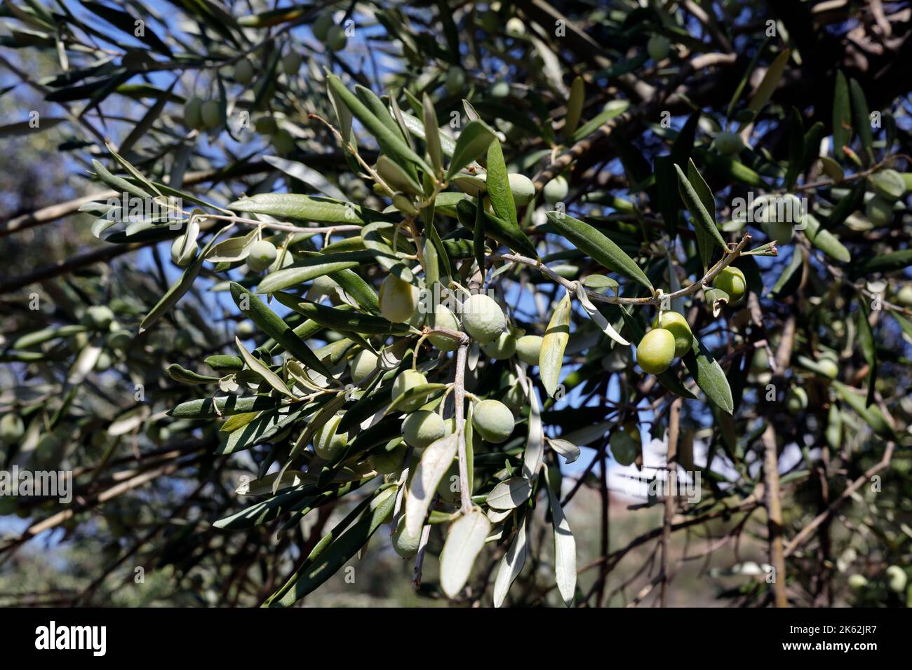 Fruit of olea europaea hi-res stock photography and images - Alamy