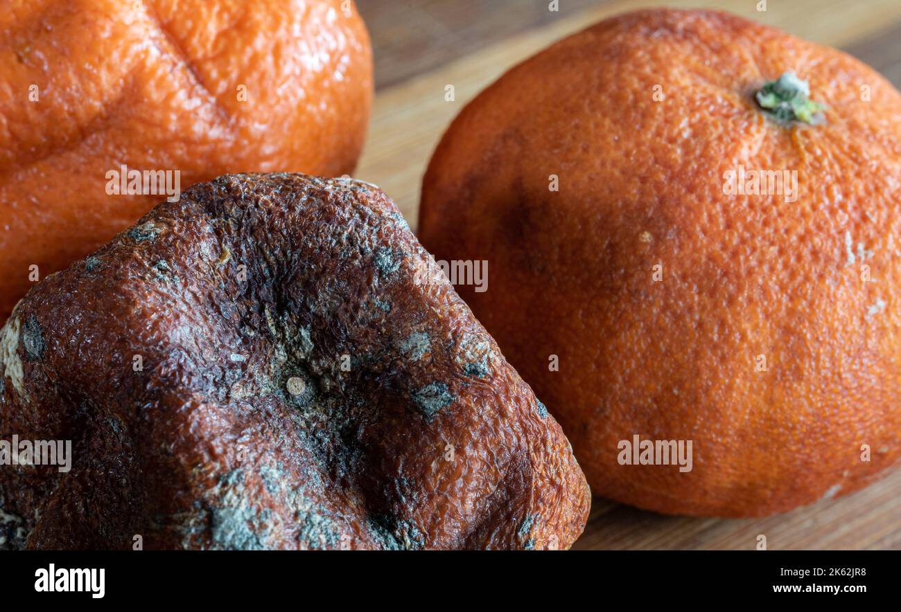Withered tangerines close-up. The texture of the dried citrus peel. A ...