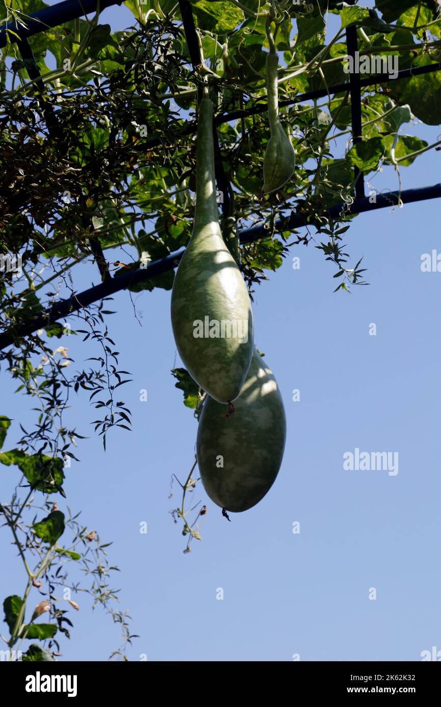 Two green bottle gourds against a blue sky, Lesvos (Lesbos/Mitylene ...