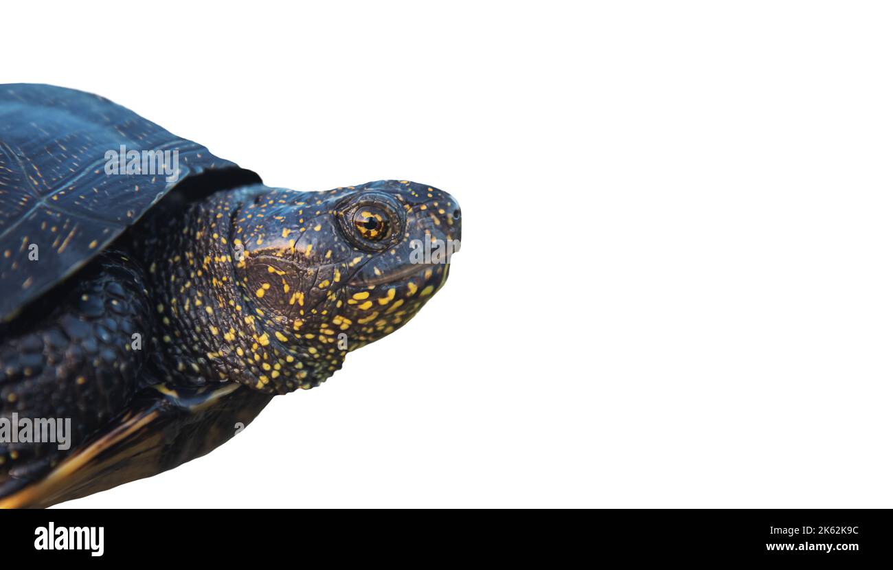 turtle close-up portrait isolated on white , animals Stock Photo - Alamy