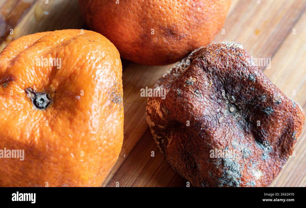 Withered tangerines close-up. The texture of the dried citrus peel. A ...