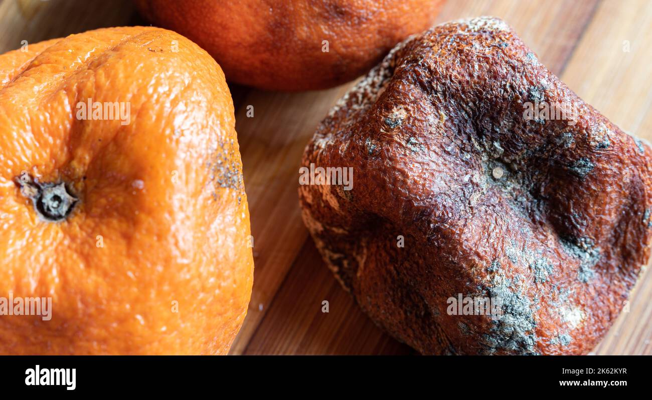 Withered tangerines close-up. The texture of the dried citrus peel. A ...