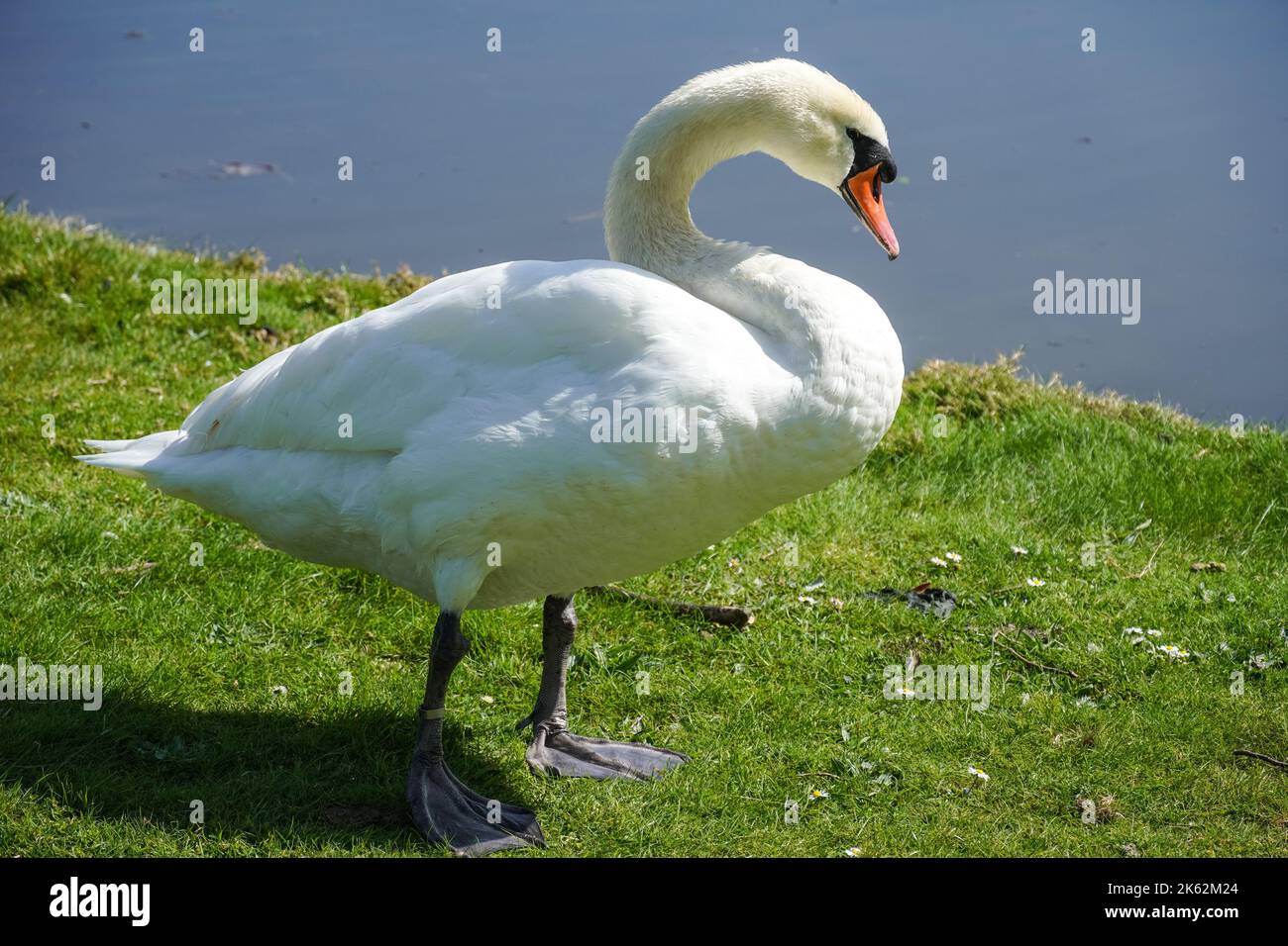 Swan river bird hi-res stock photography and images - Alamy