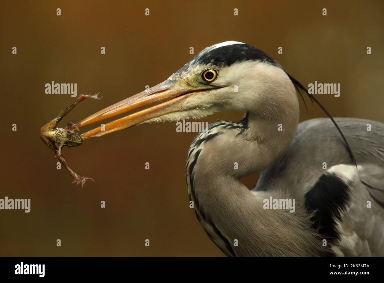 A grey heron (Ardea cinerea) caught a frog hibernating in the mud ...