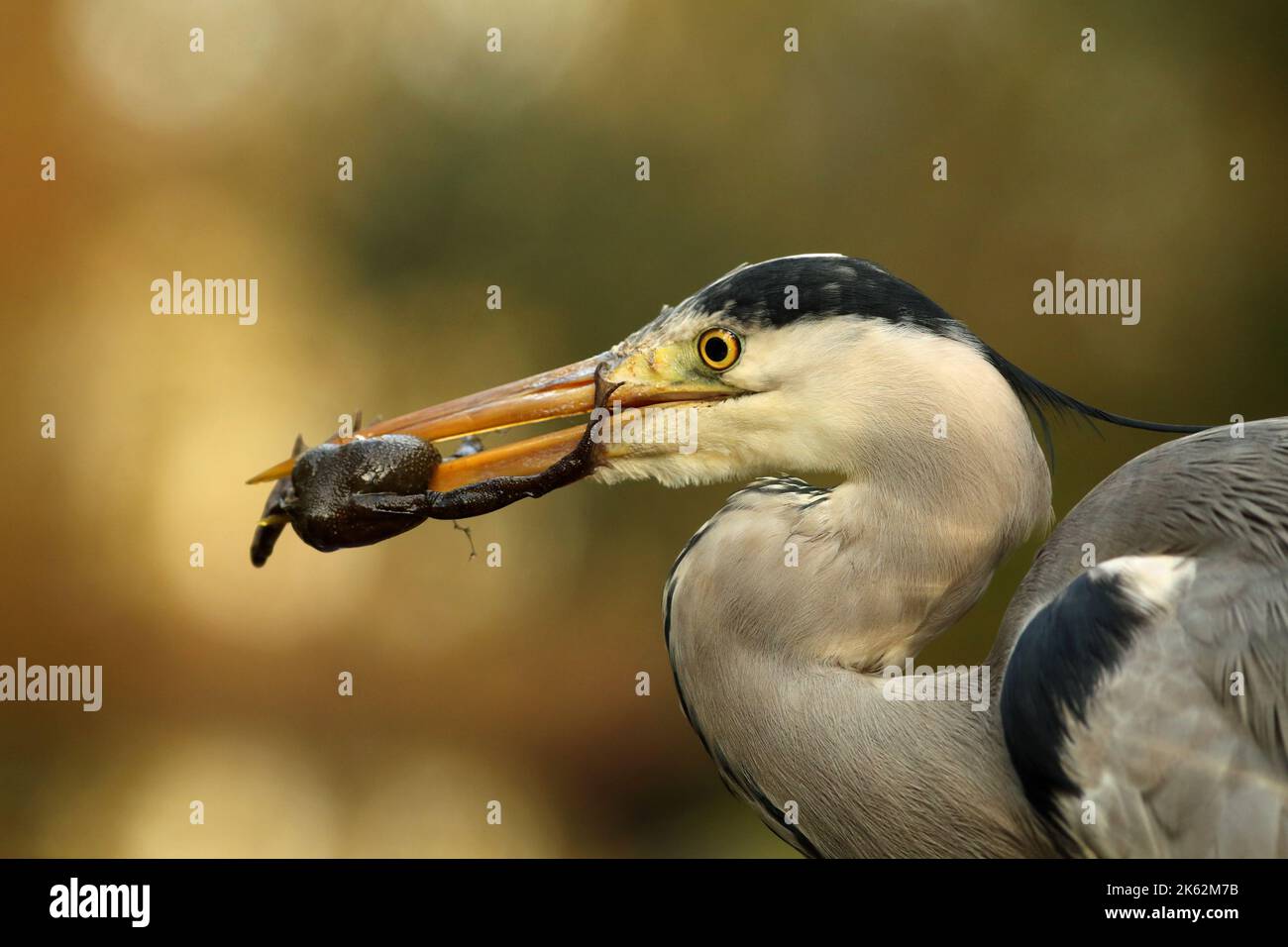 A grey heron (Ardea cinerea) caught a frog hibernating in the mud ...