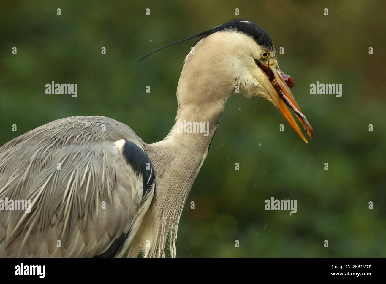 A grey heron (Ardea cinerea) caught a frog hibernating in the mud ...