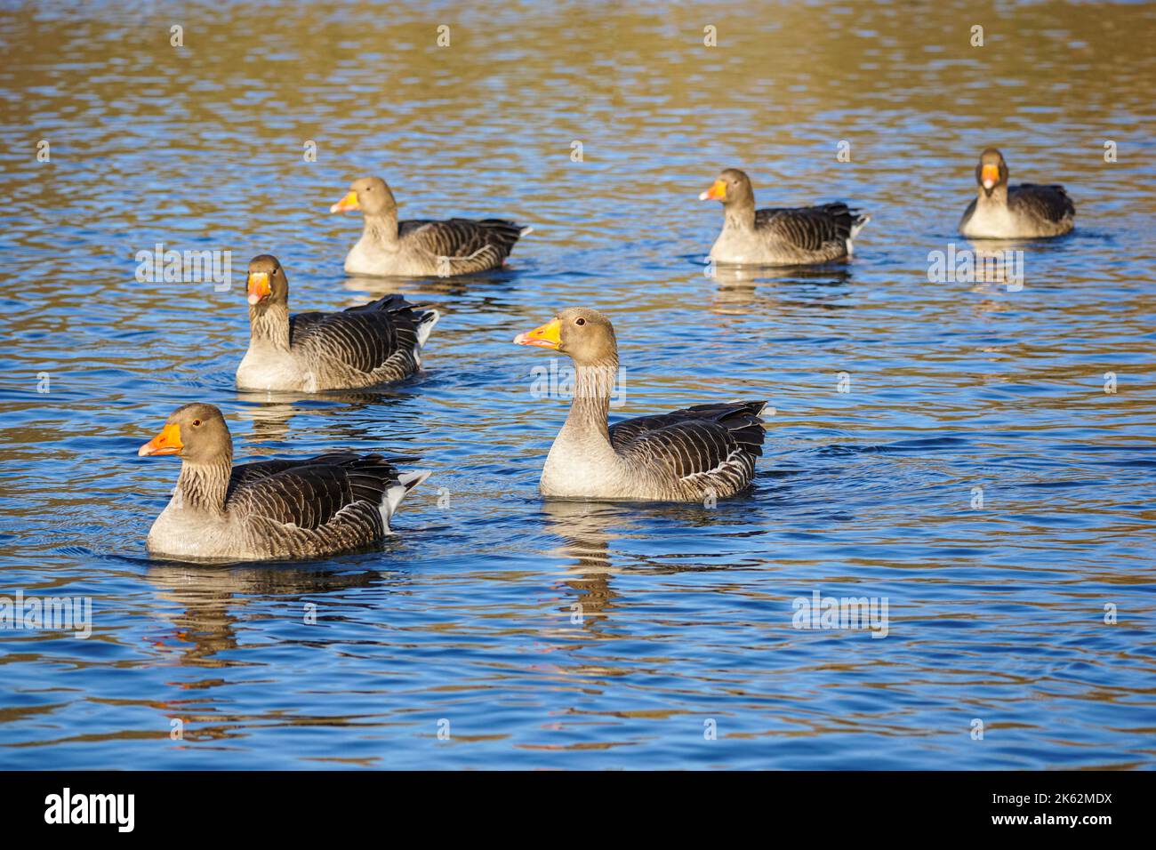 Greylag geese in spring hi-res stock photography and images - Alamy