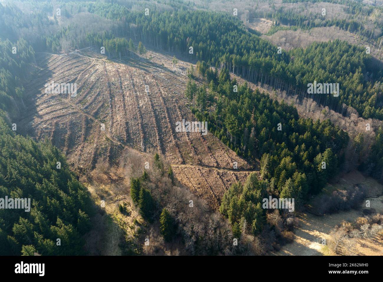 Aerial view of pine forest with large area of cut down trees as result of global deforestation ...