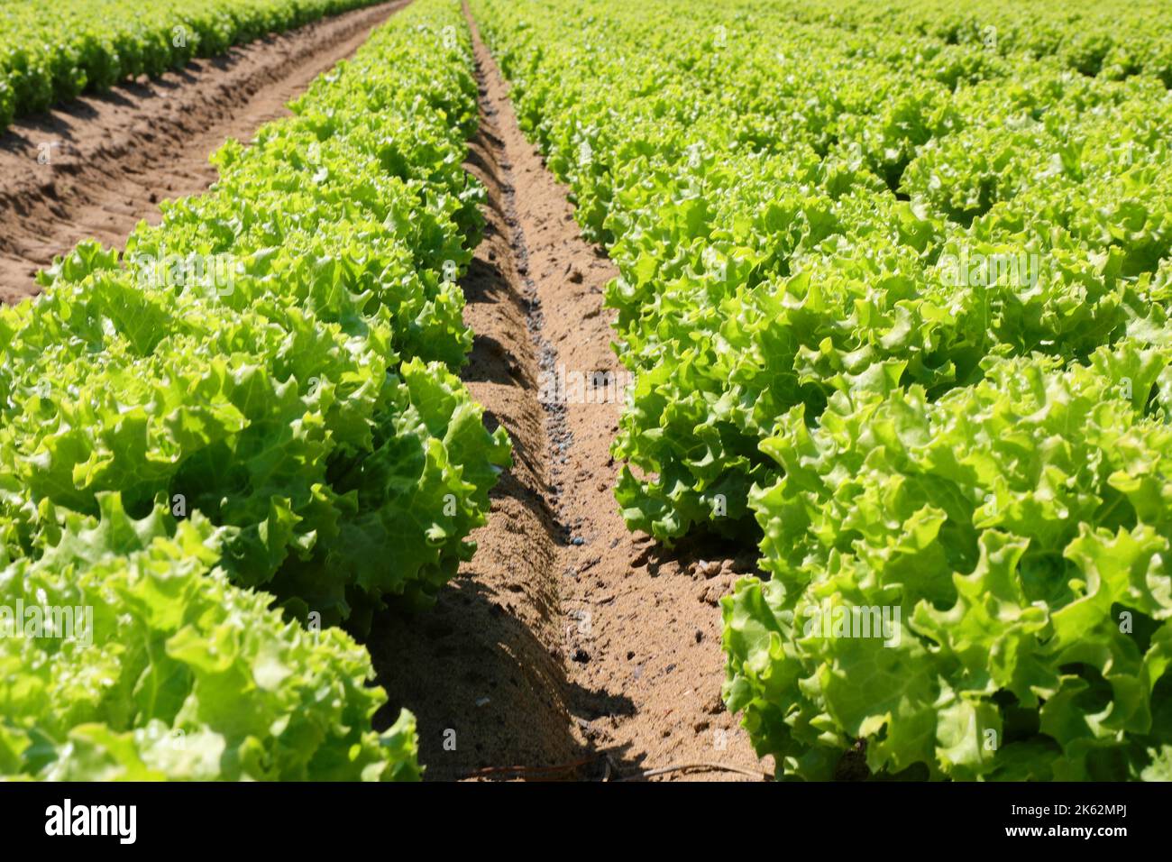 large cultivated field of green lettuce with draining sandy soil in ...
