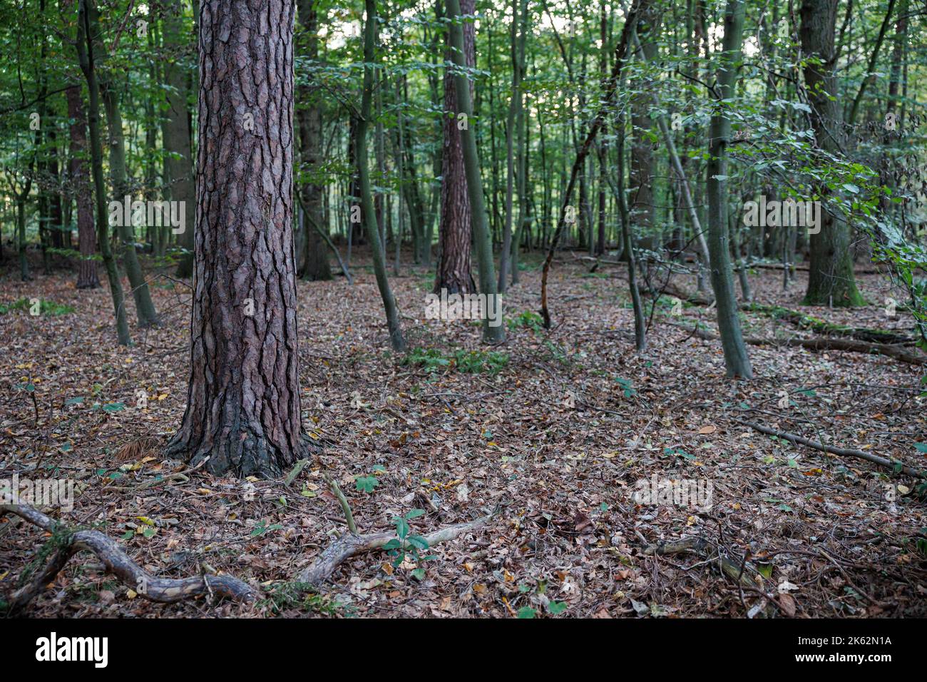 Hanover, Germany. 11th Oct, 2022. A wooded area in Mecklenheider Forst ...