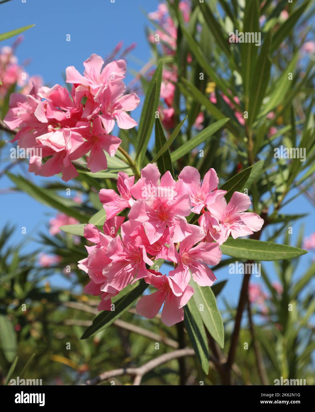 Flowering Oleander plant with pink flowers in summer Stock Photo - Alamy