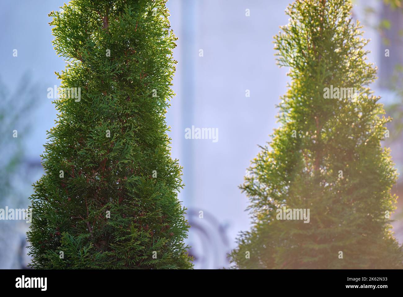Evergreen decorative thuja trees growing in front of the house or in ...