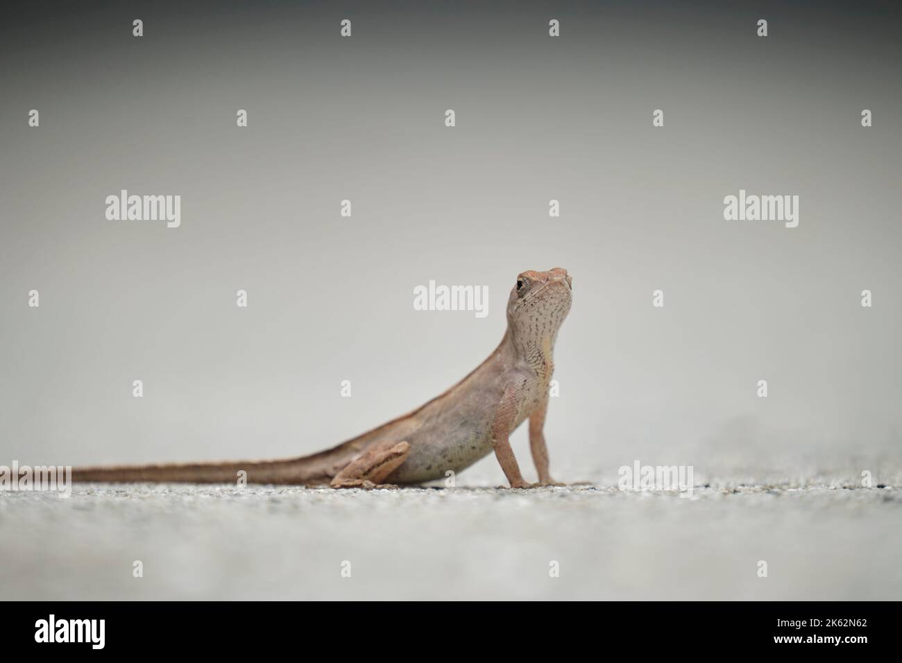 Macro closeup of blown alone lizard warming on summer sun. Anolis ...