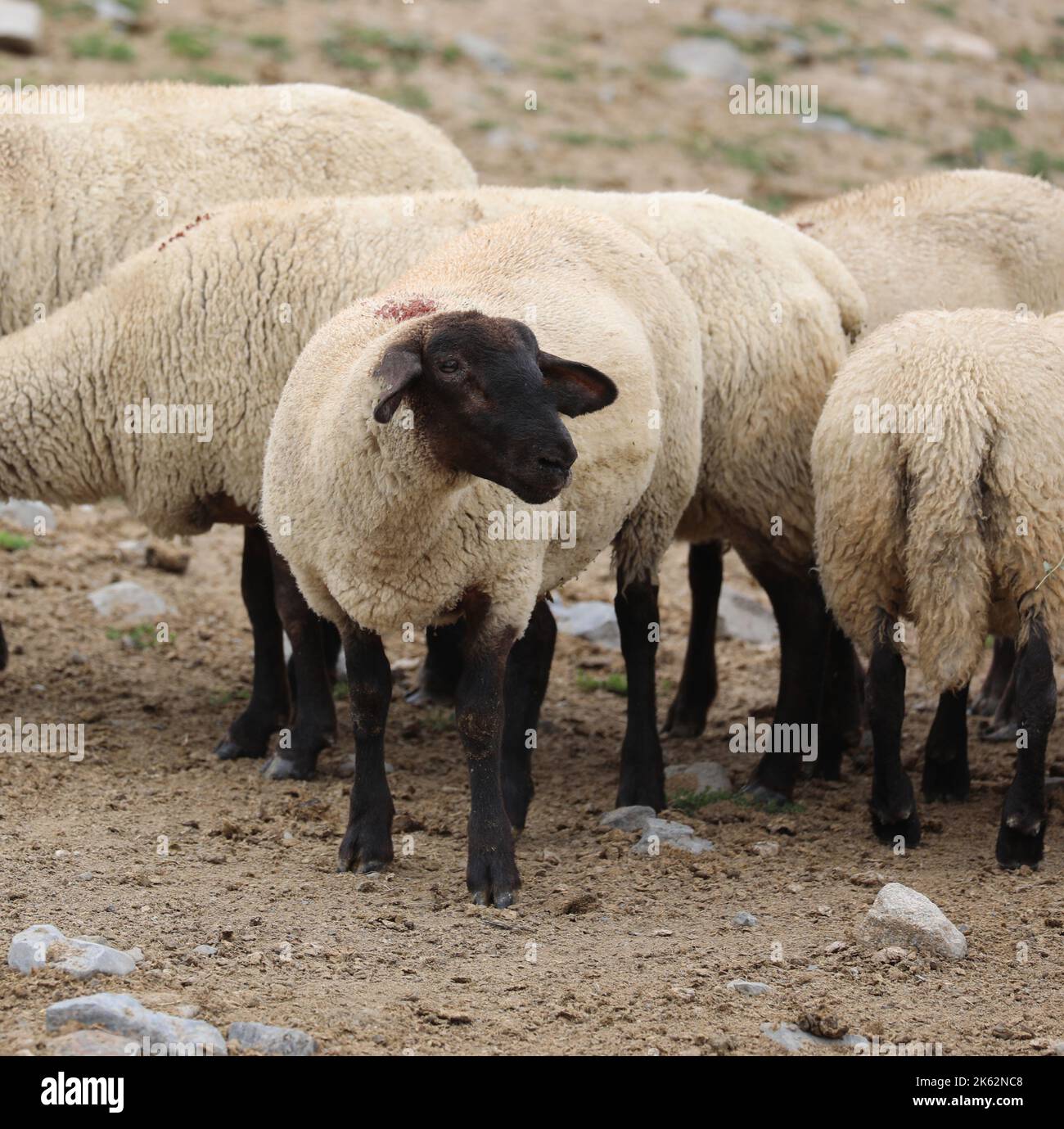 Sheep suffolk merino hi-res stock photography and images - Alamy