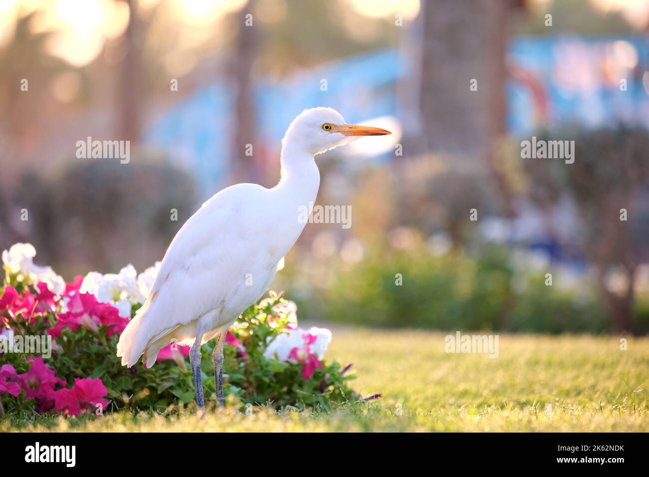 White cattle egret wild bird, also known as Bubulcus ibis walking on ...