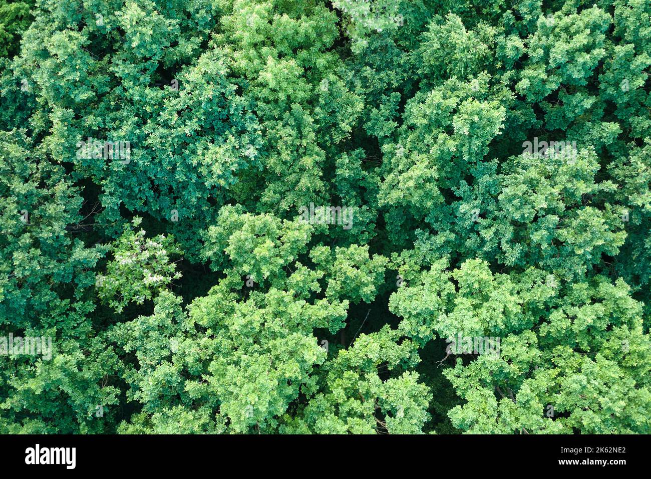 Top down flat aerial view of dark lush forest with green trees canopies ...