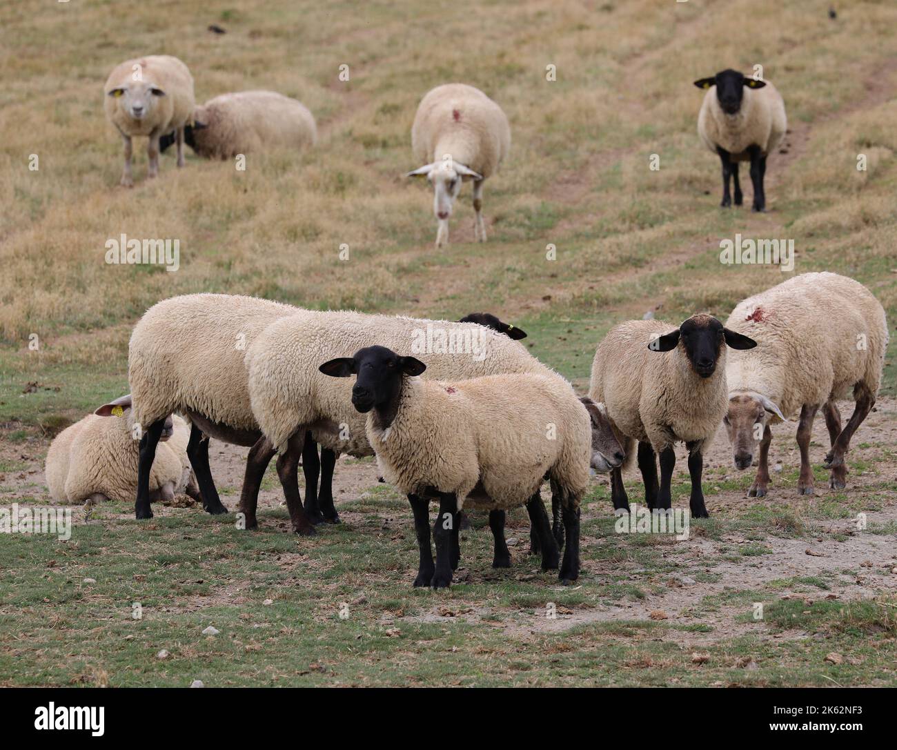 flock of sheep of breed SUFFOLK with BLACK legs and head Stock Photo ...