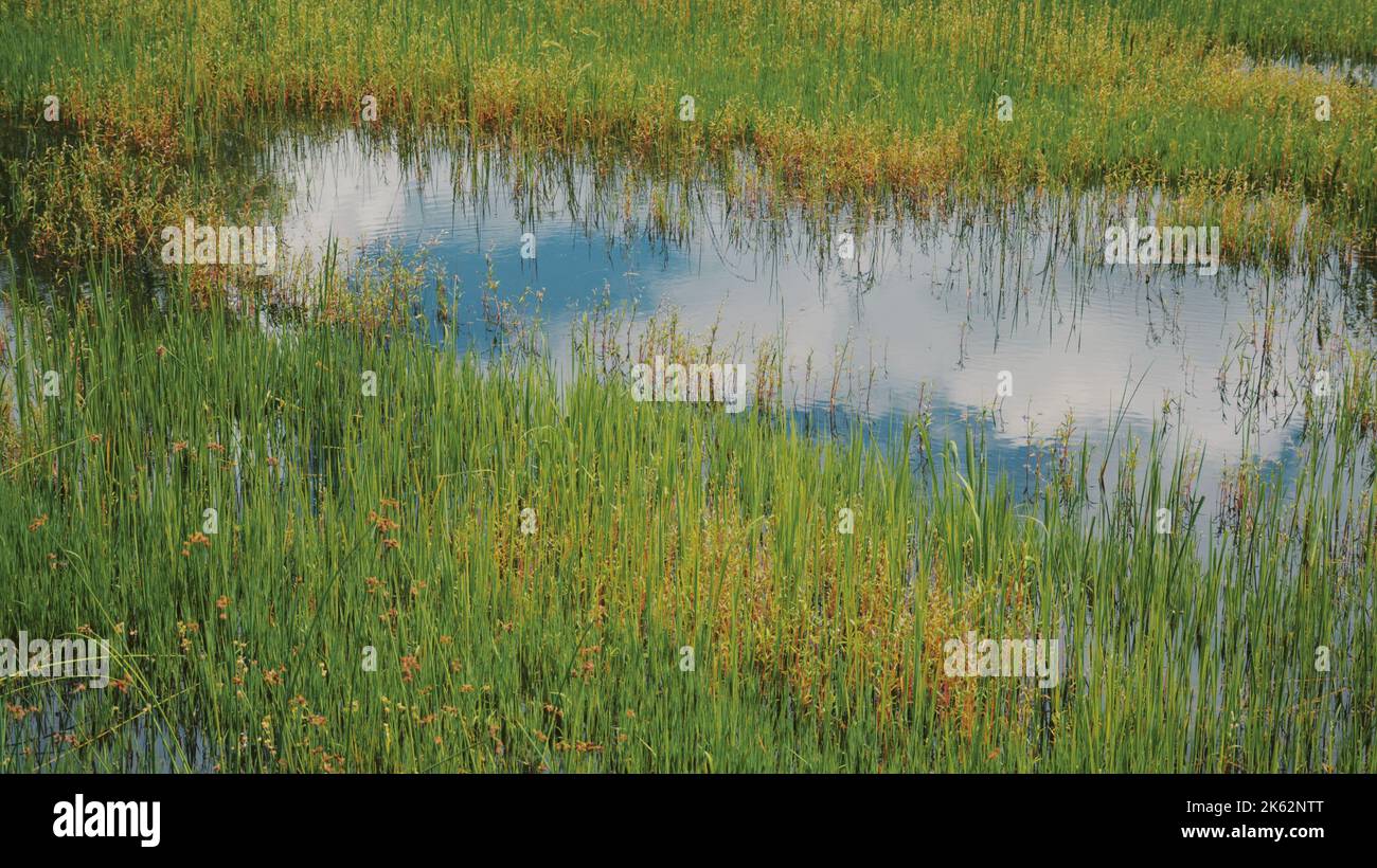 A natural background of a wetland with green grass Stock Photo - Alamy