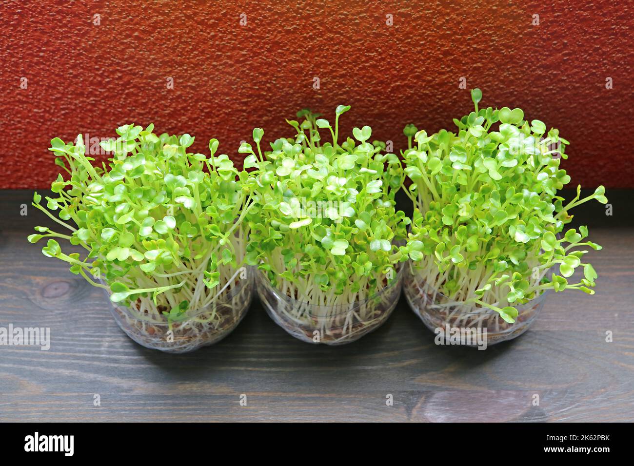Hydroponic Daikon Microgreens or Kaiware Daikon Grown in Reuse PET ...