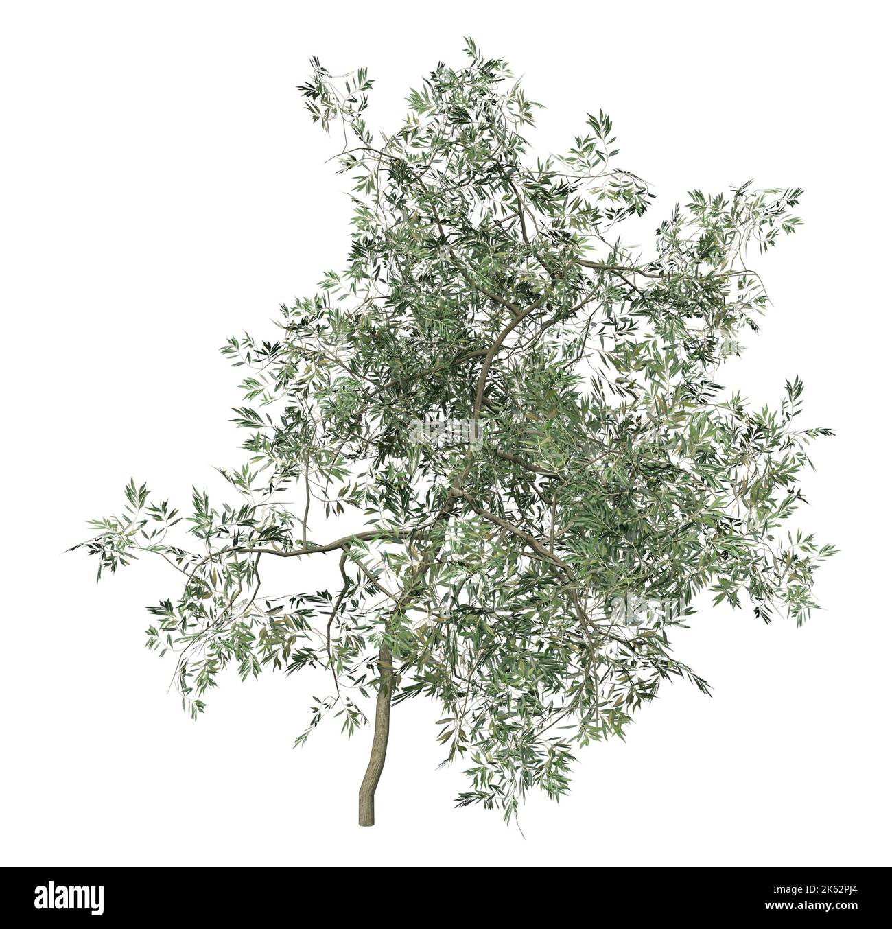 Detailed small olive tree with green leaves isolated on white, 3D ...