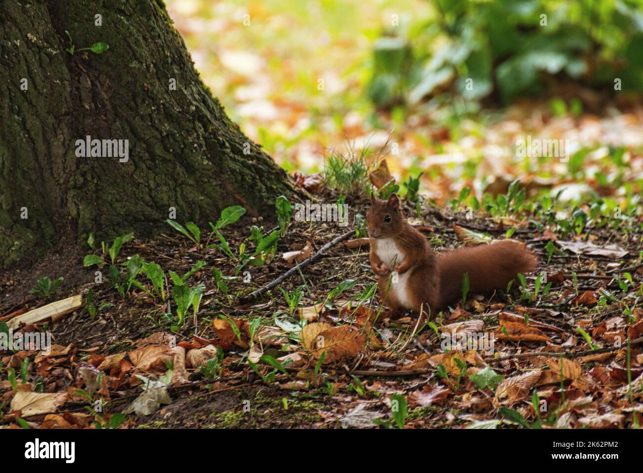 A funny red squirrel in the forest Stock Photo - Alamy