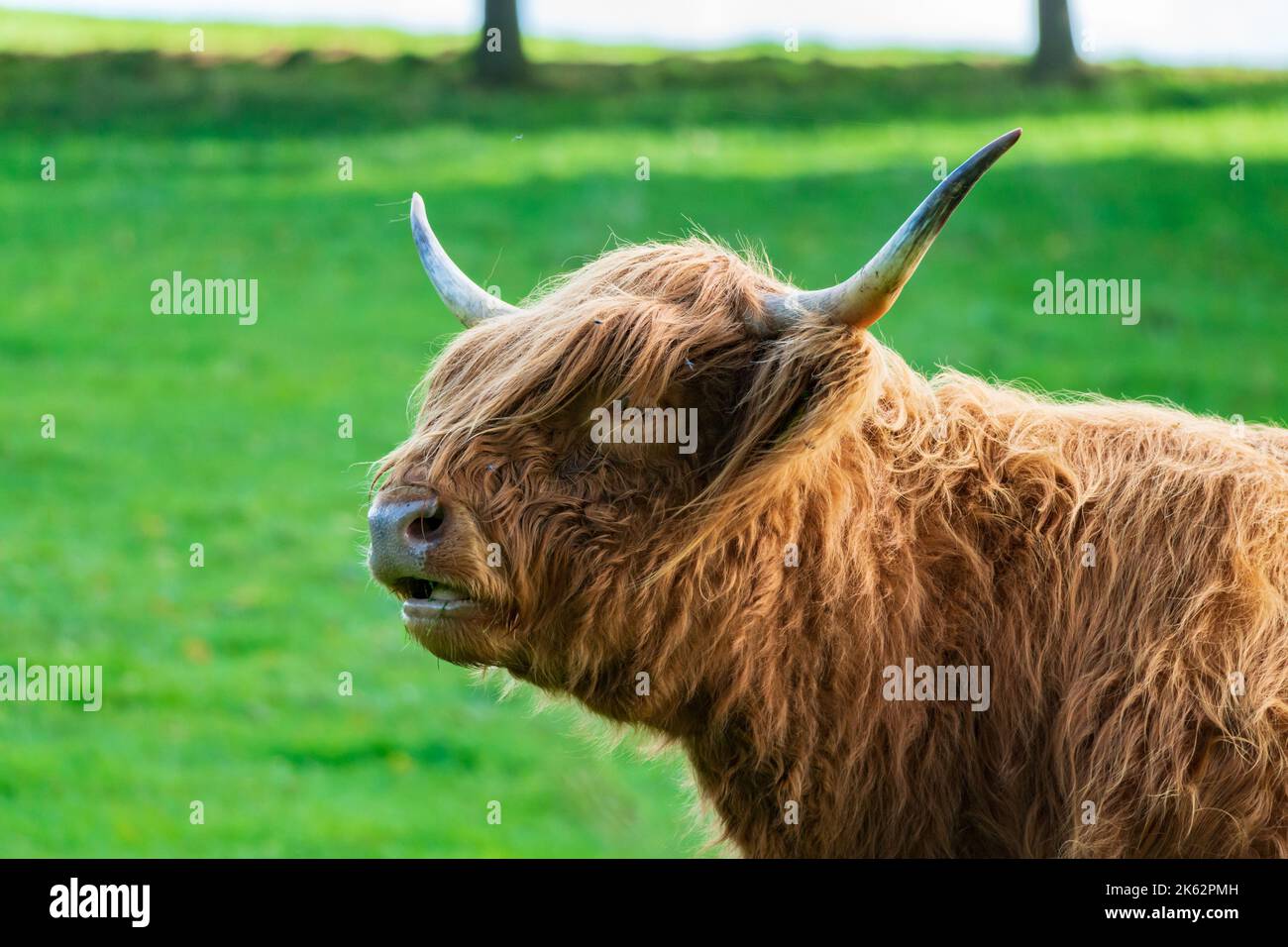 A close-up shot of a highland cattle in a green blur Stock Photo - Alamy