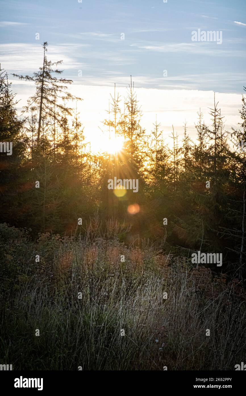 Sunrise scene in coniferous forest, High Tatras mountain, Slovak ...