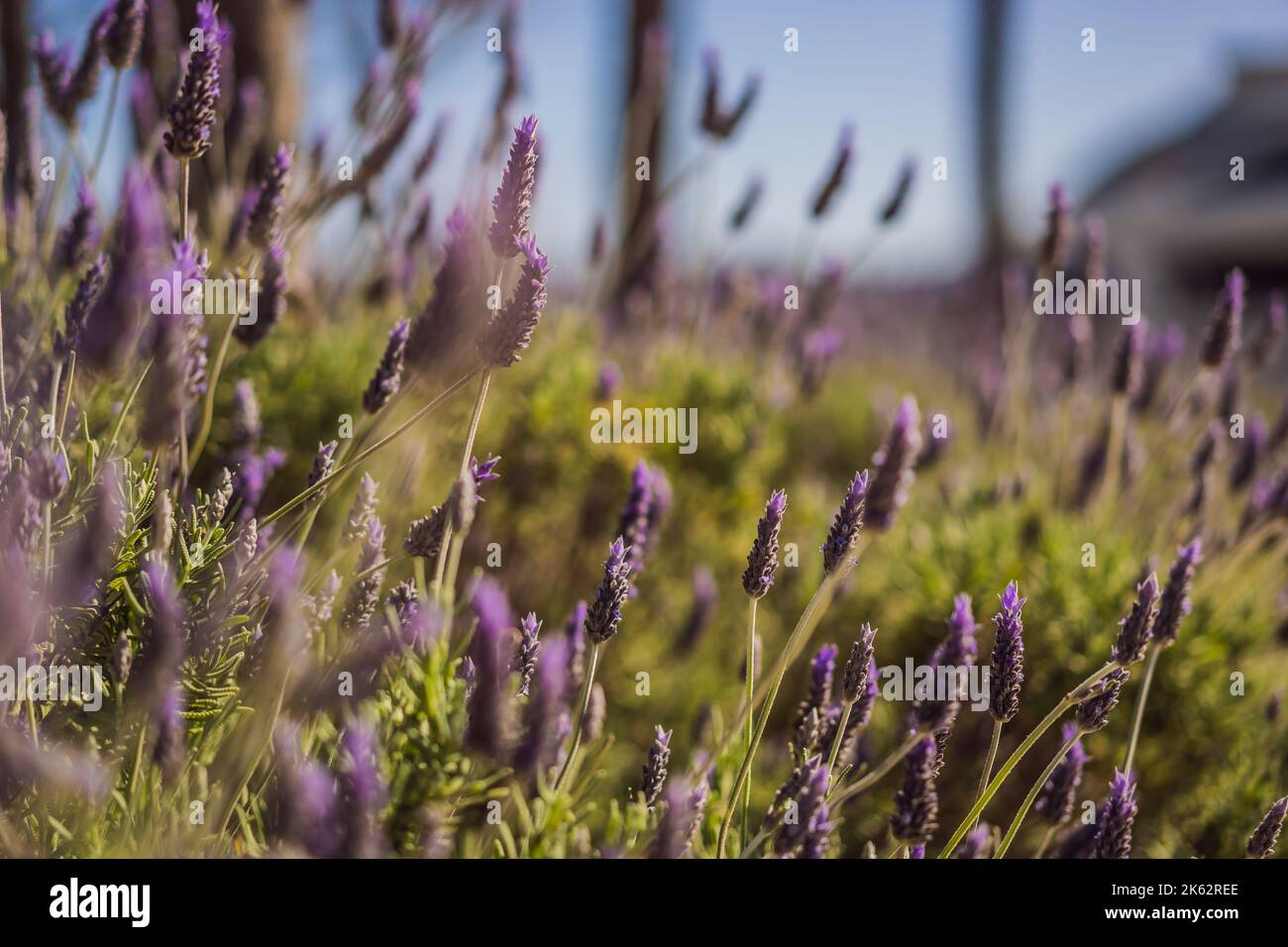 Lavender flower field, Blooming Violet fragrant lavender flowers ...