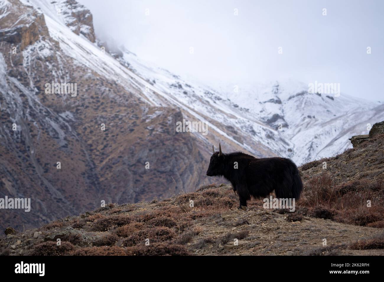 Domestic yak environment hi-res stock photography and images - Alamy