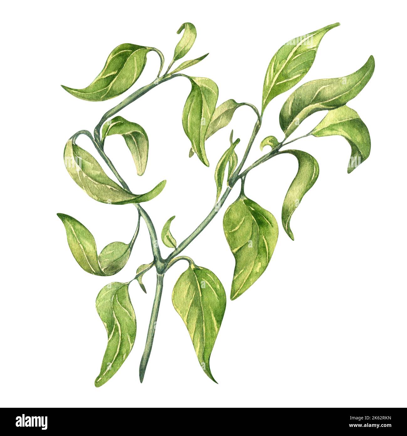Red chili hot pepper bush watercolor illustration isolated on white ...