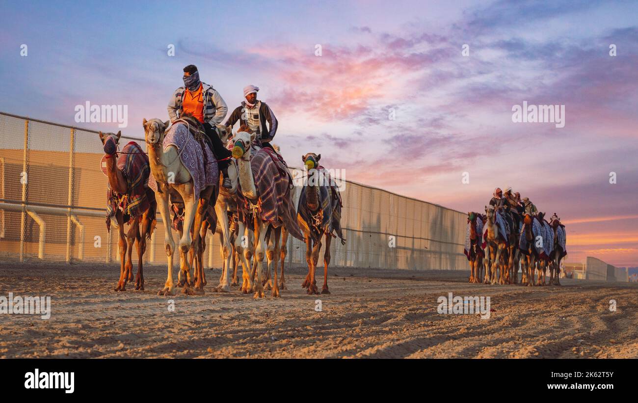 Ash-Shahaniyah, Qatar- March 03 2022 : Jockeys taking the camels for ...