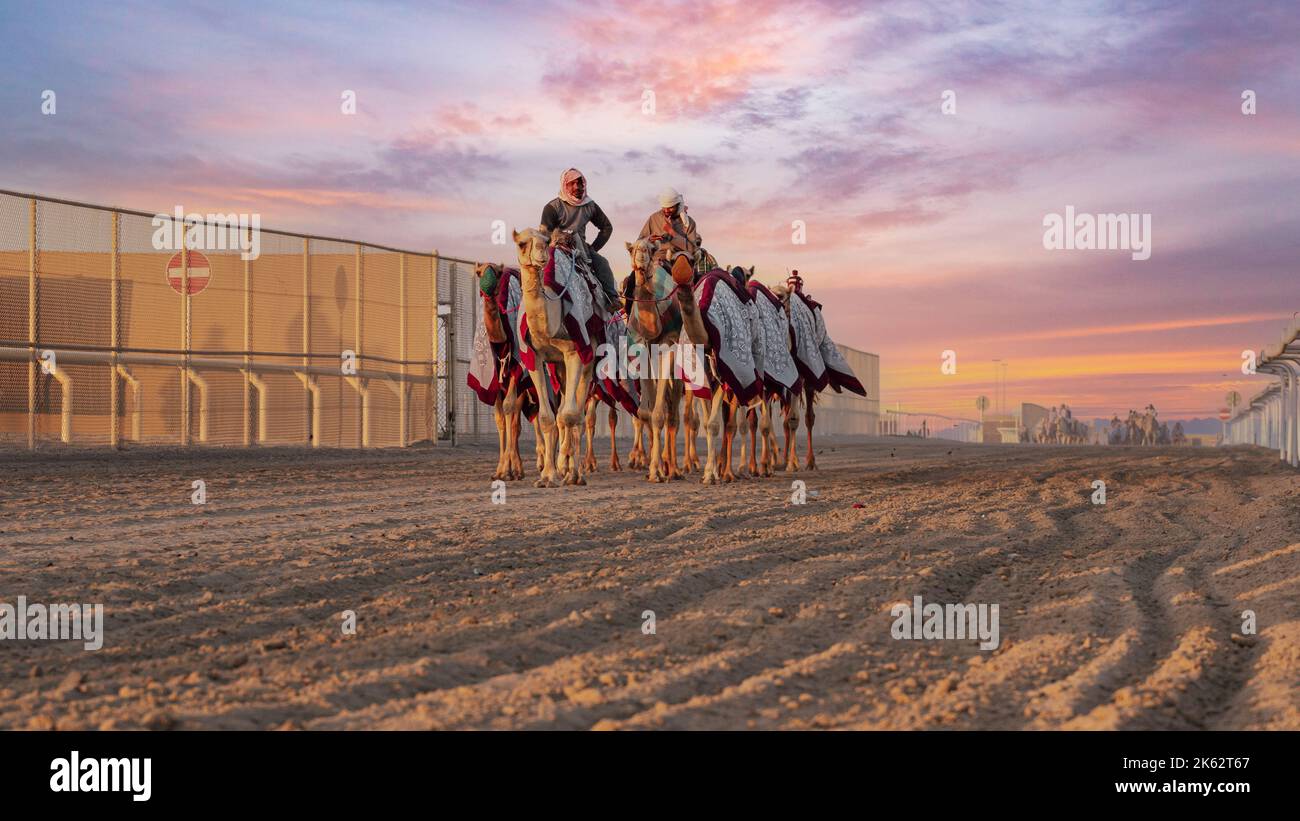 Ash-Shahaniyah, Qatar- March 03 2022 : Jockeys taking the camels for ...