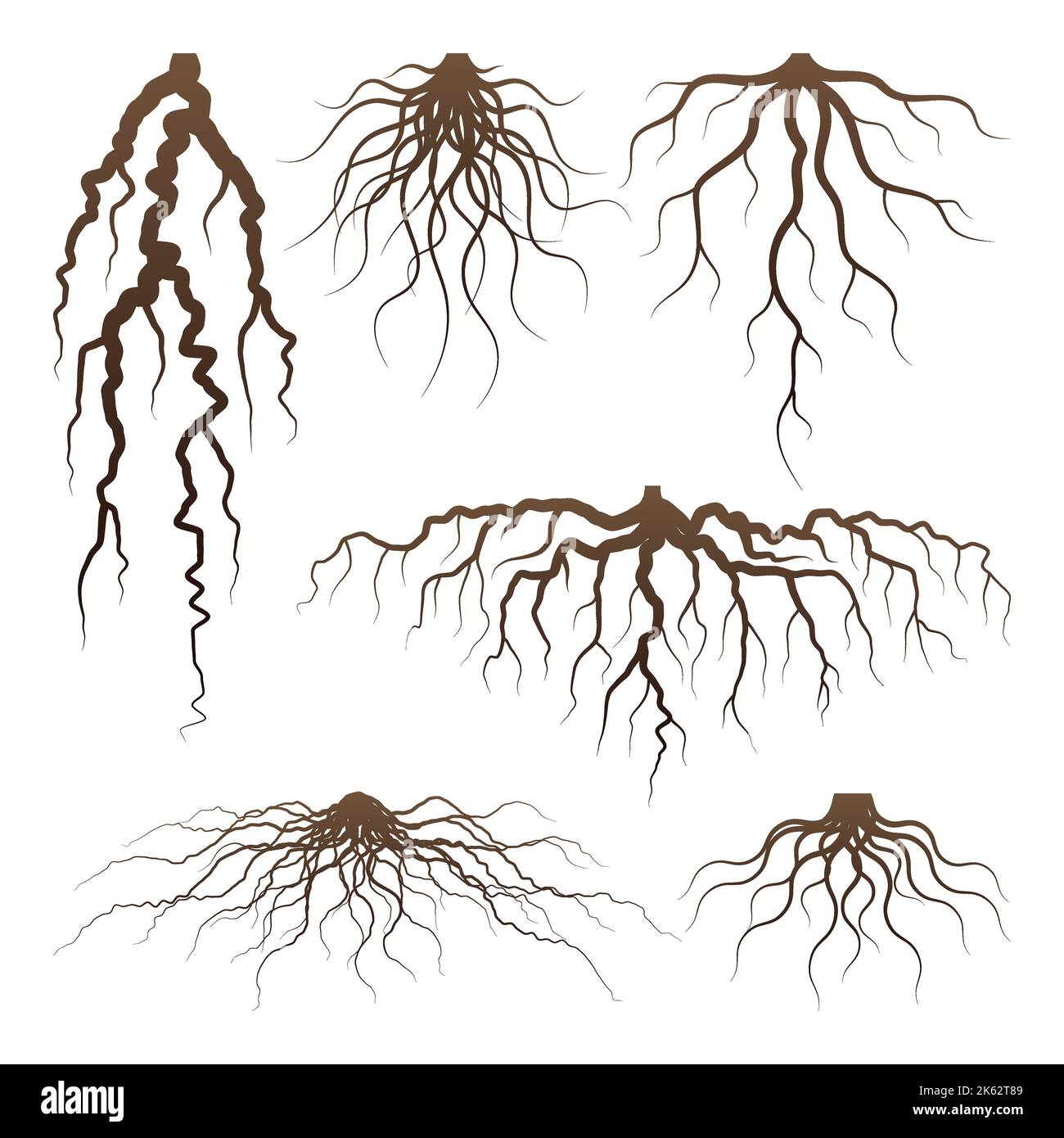 Various brown tree or shrub roots. Parts of plant, root system with ...
