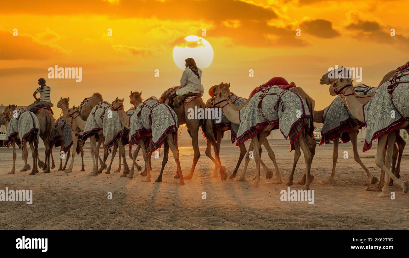 Ash-Shahaniyah, Qatar- March 03 2022 : Jockeys taking the camels for ...