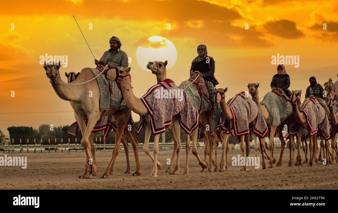Ash-Shahaniyah, Qatar- March 03 2022 : Jockeys taking the camels for ...