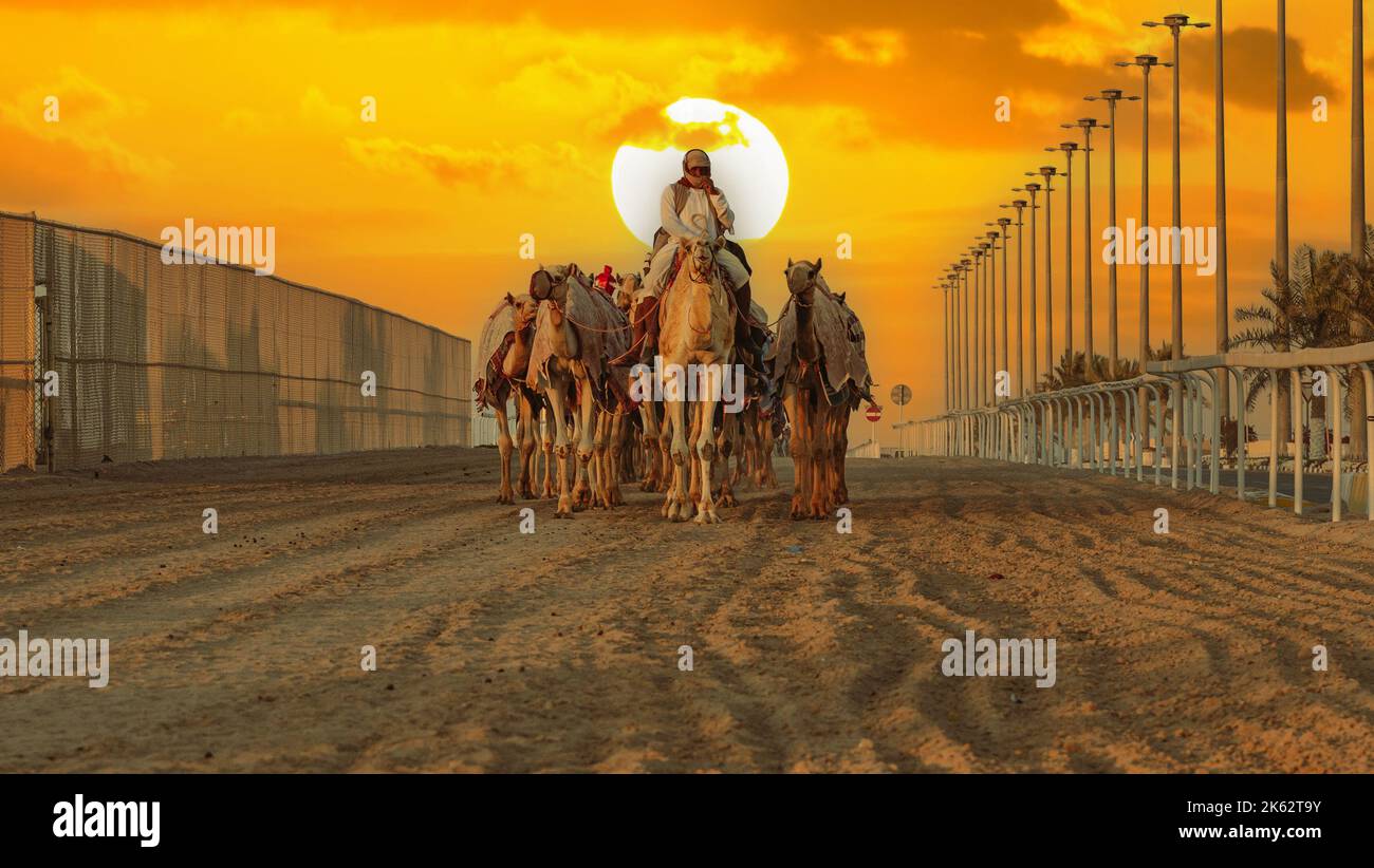 Ash-Shahaniyah, Qatar- March 03 2022 : Jockeys taking the camels for ...
