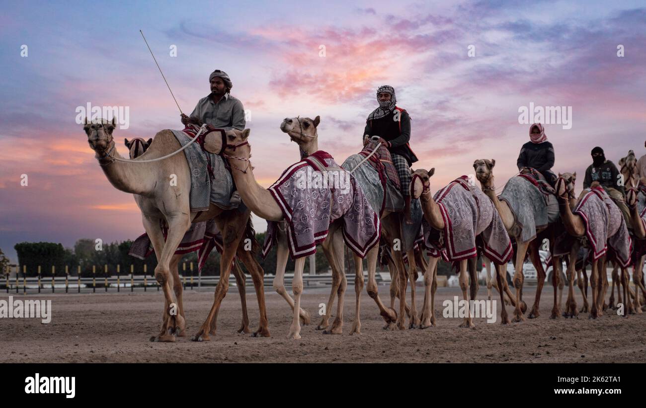 Ash-Shahaniyah, Qatar- March 03 2022 : Jockeys taking the camels for ...