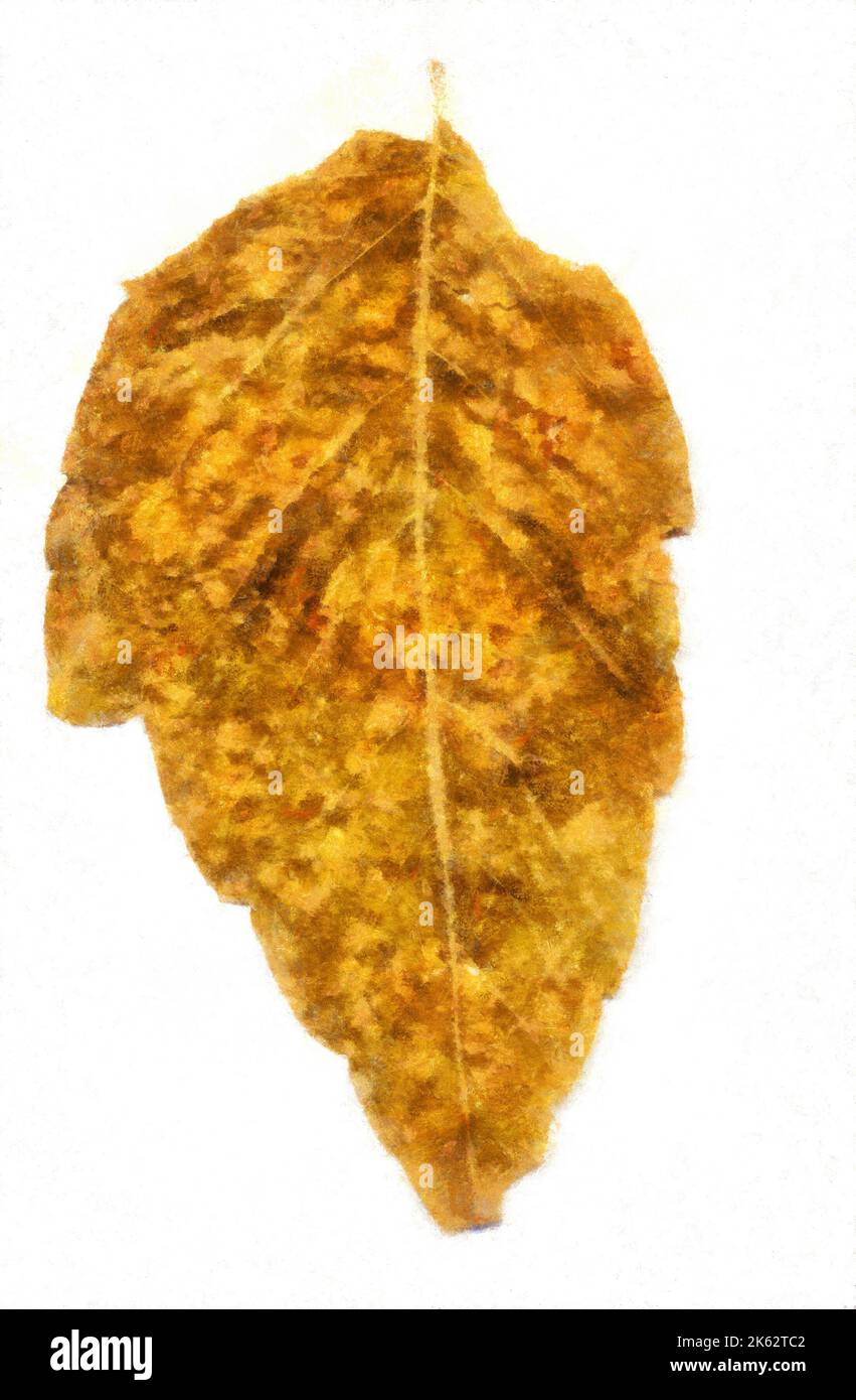 Edited paint effect hi-res stock photography and images - Alamy