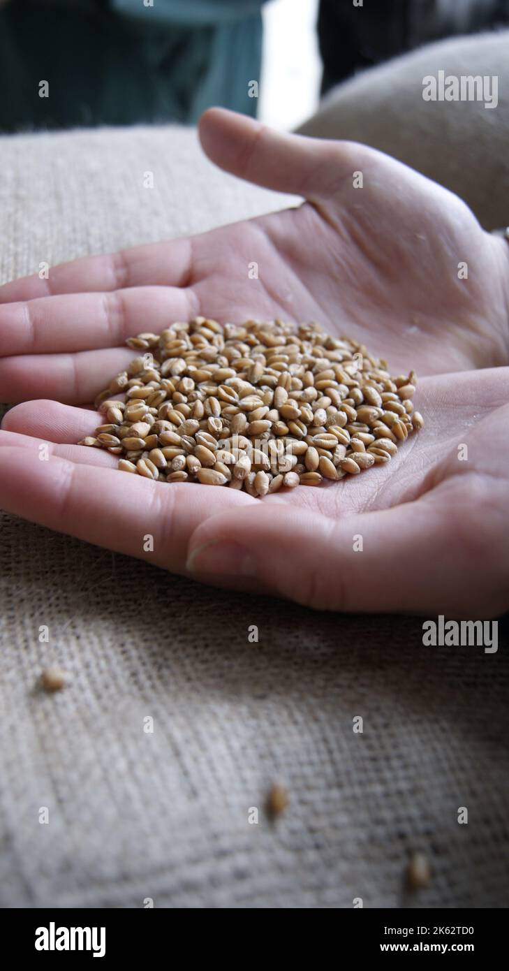 Hands wheat hi-res stock photography and images - Alamy