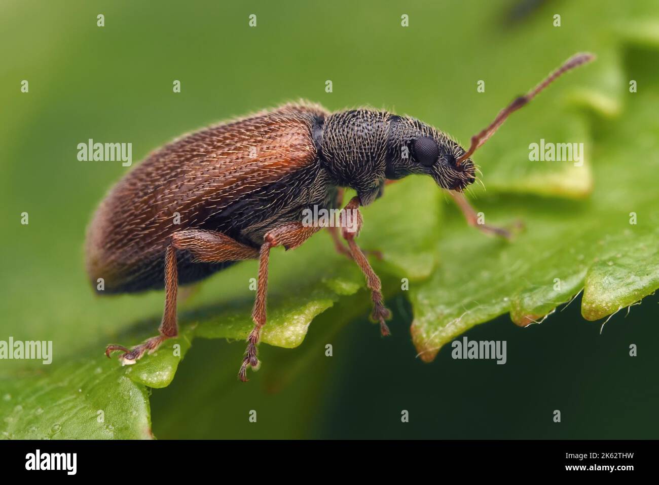 Brown Leaf Weevil (Phyllobius oblongus) on hawthorn leaf. Tipperary ...